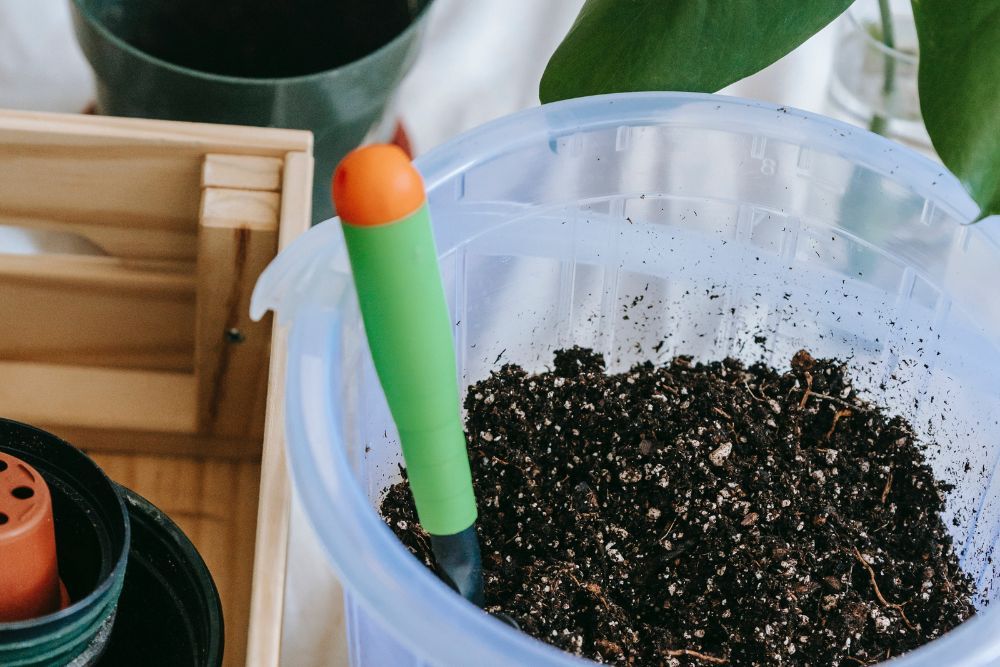 How to Grow Spinach in Pots