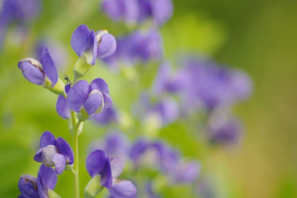 5 Flower Seeds to Sow in Fall