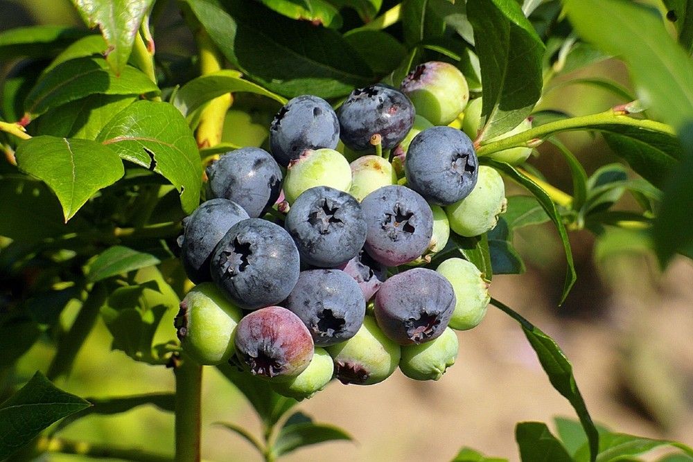 The Best Blueberry Varieties to Grow in Your Home Garden