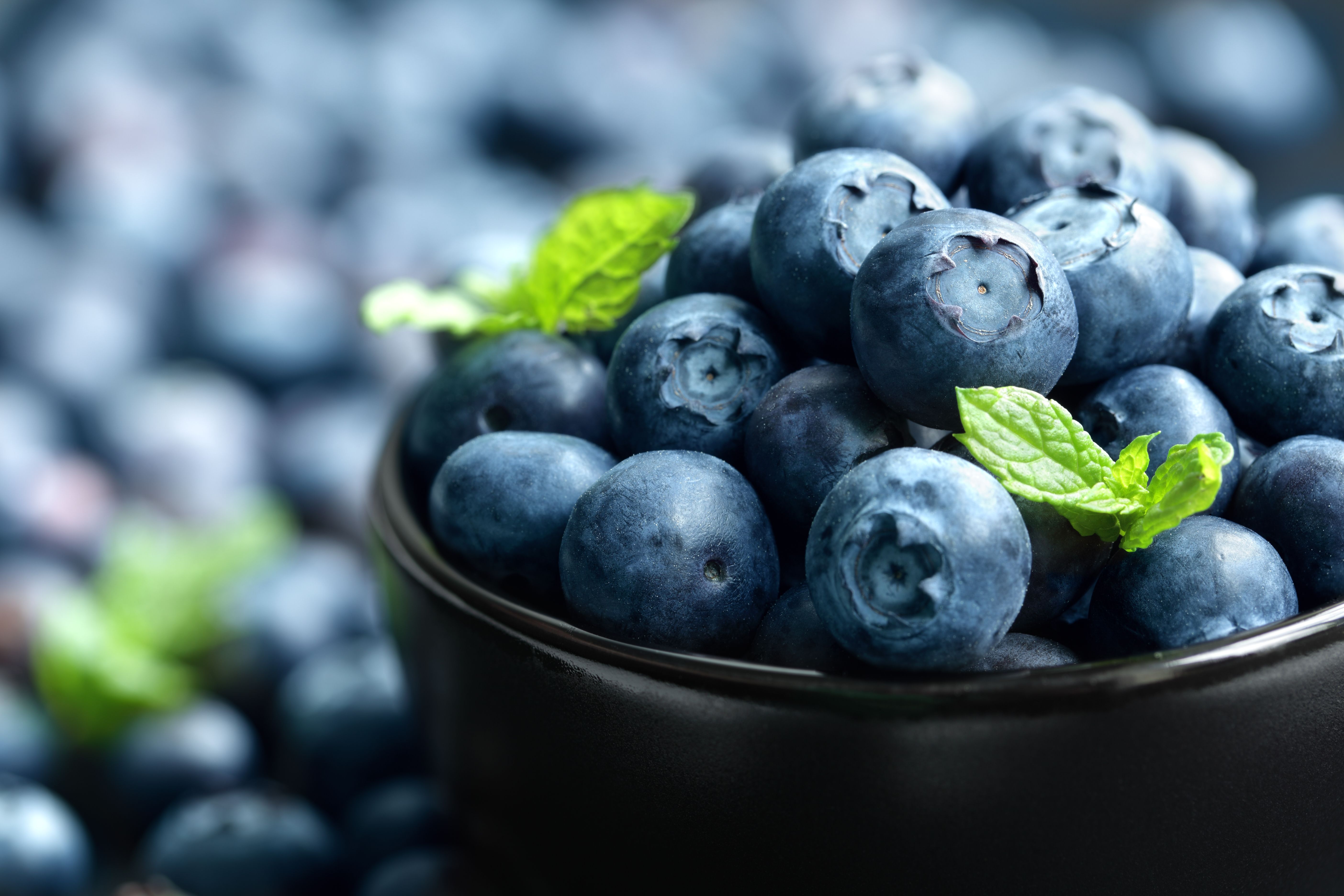 Picking Blueberries: When and How To Harvest Your Fruit