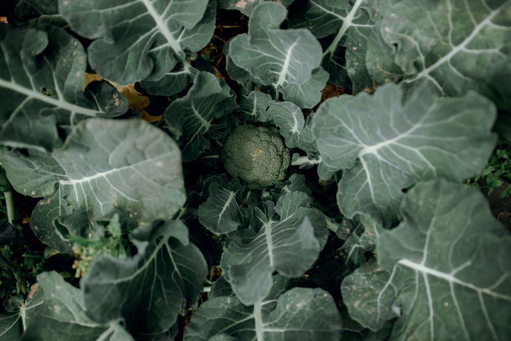 5 Reasons Your Broccoli Isn't Forming a Head
