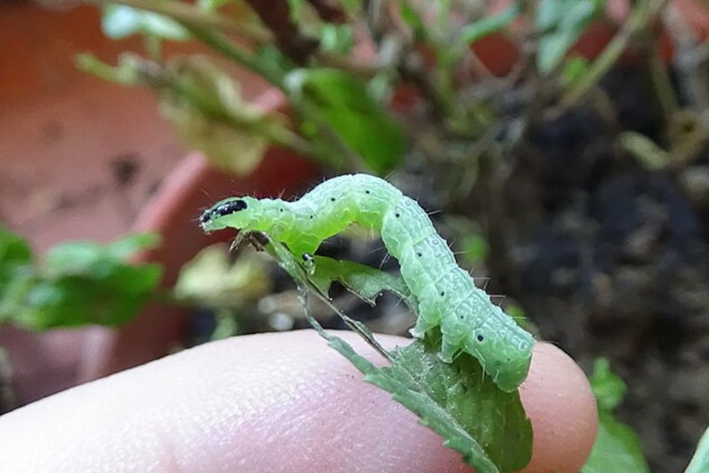7 Ways to Protect Your Spinach From Cabbage Loopers