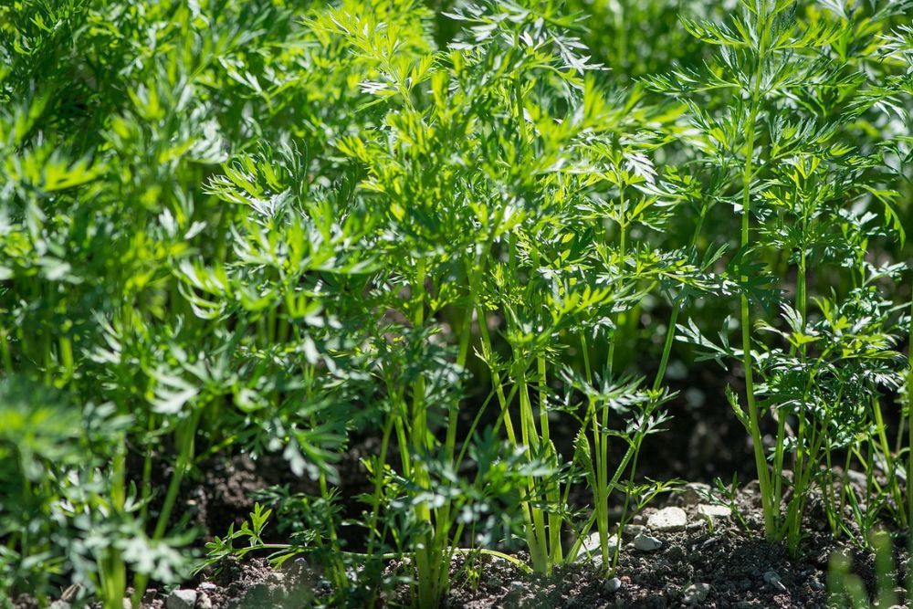 7 Tips For Growing Carrots in Raised Beds
