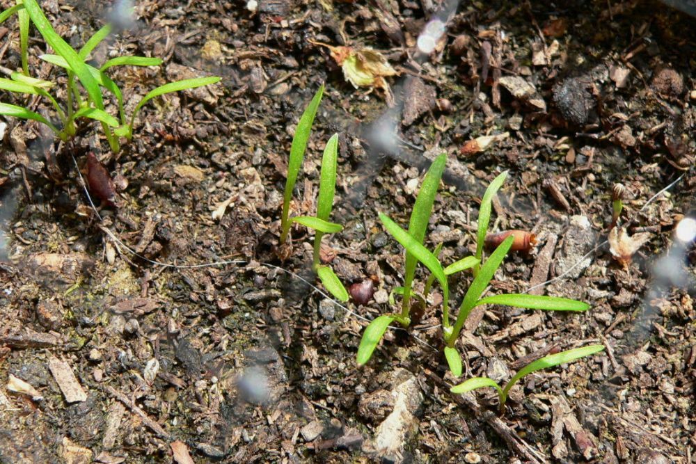 How Often to Water Carrots