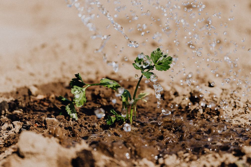 7 Tips for Growing Cilantro in Raised Beds