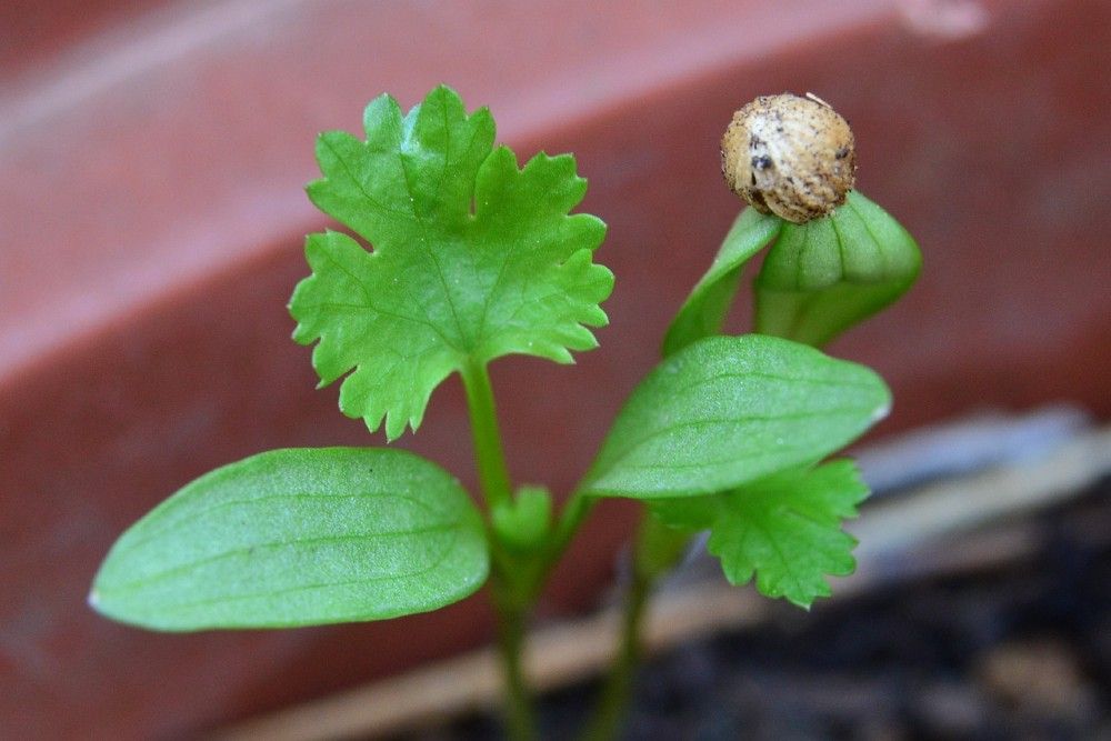 How to Grow Cilantro in Your Garden