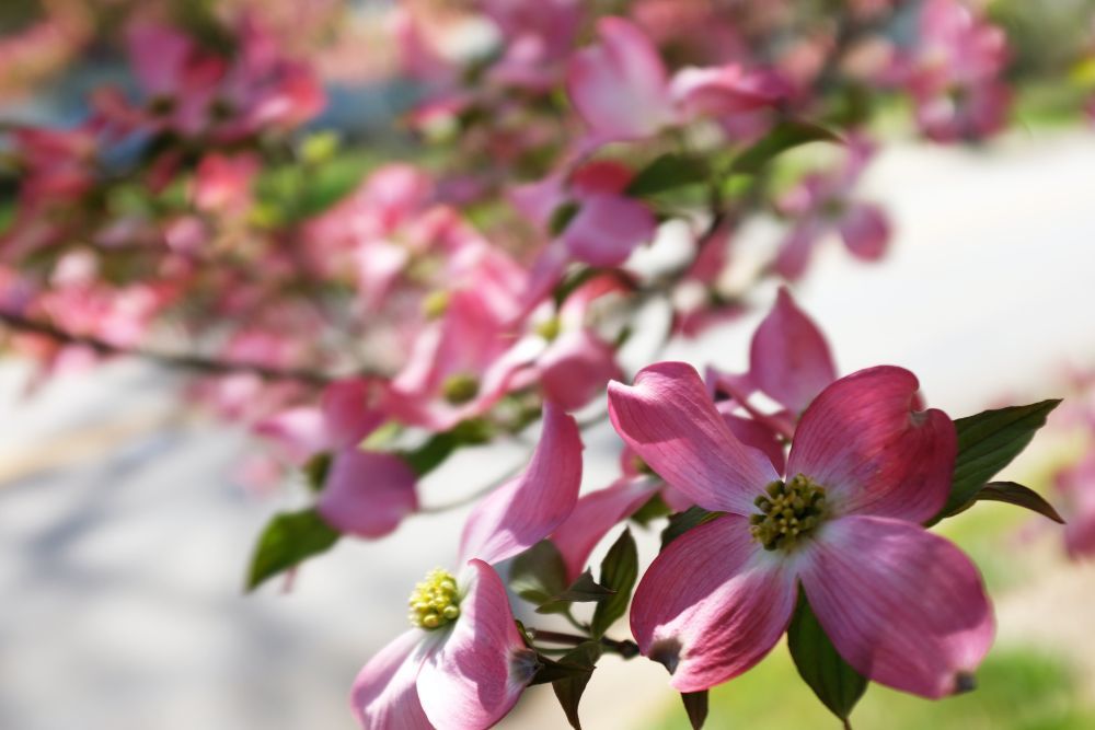 5 Flower Seeds to Sow in Fall