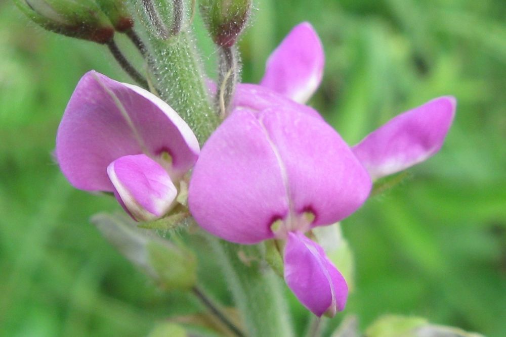 5 Flower Seeds to Sow in Fall