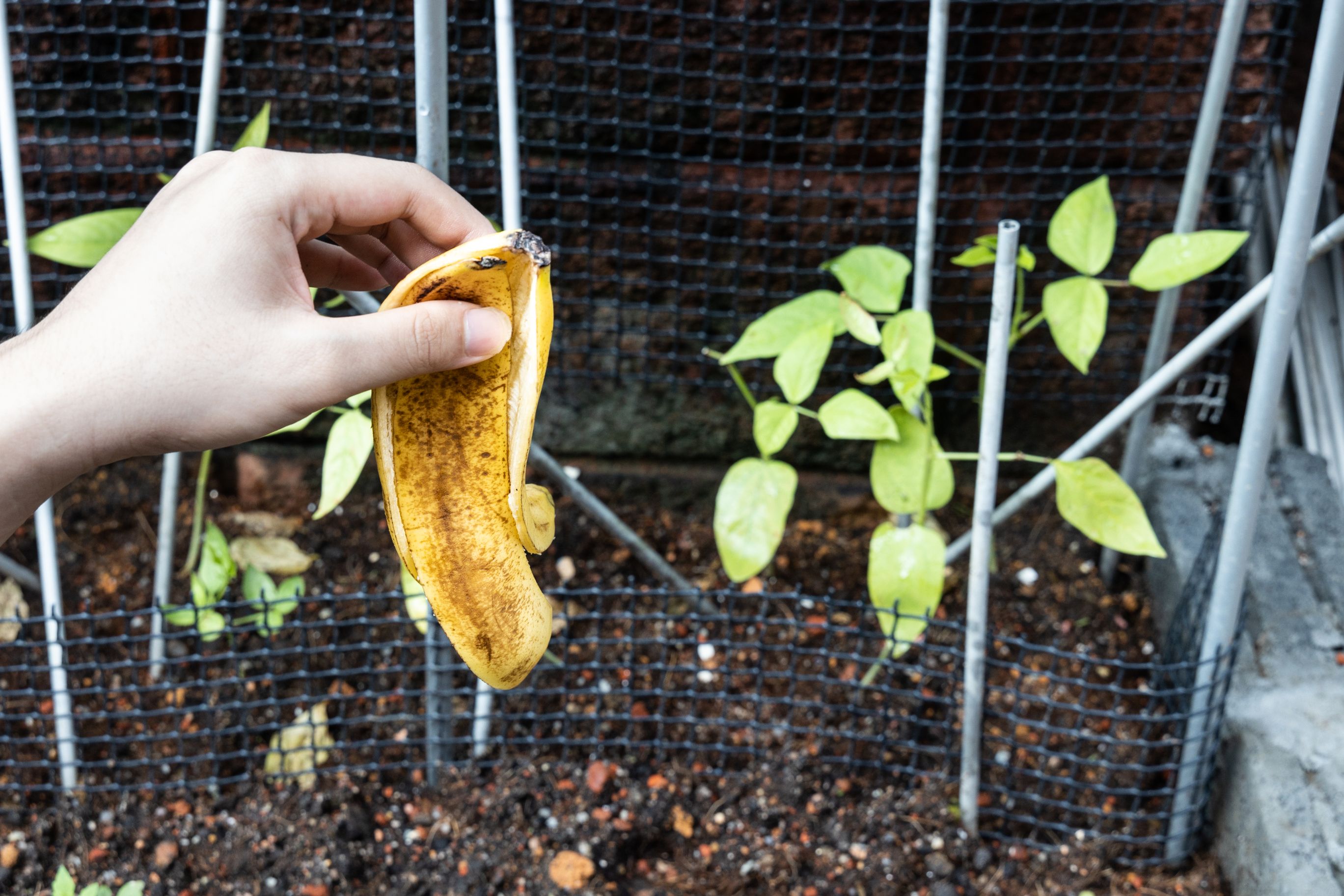 5 Food Scraps You Can Use to Fertilize Your Garden