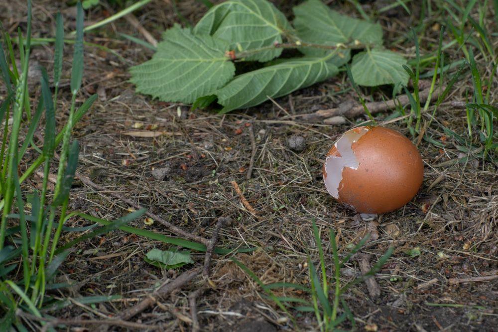 5 Food Scraps You Can Use to Fertilize Your Garden