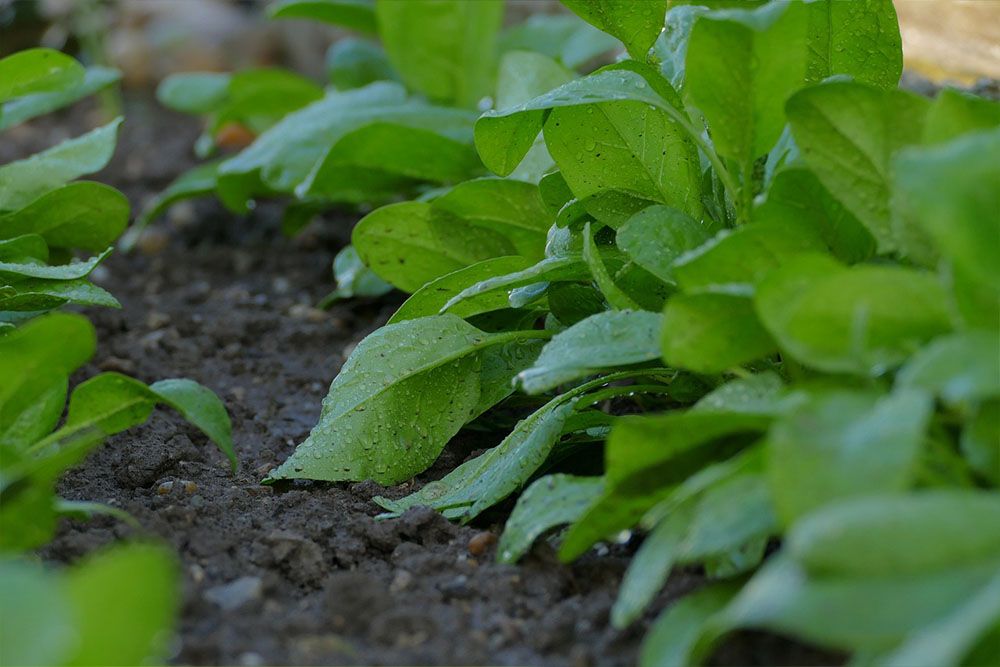 6 Tips for Growing Spinach in Your Home Garden