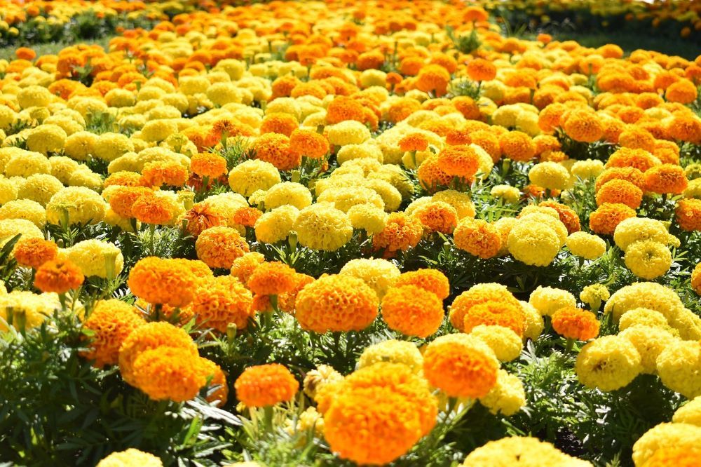 5 Beautiful Marigolds to Add to Your Garden