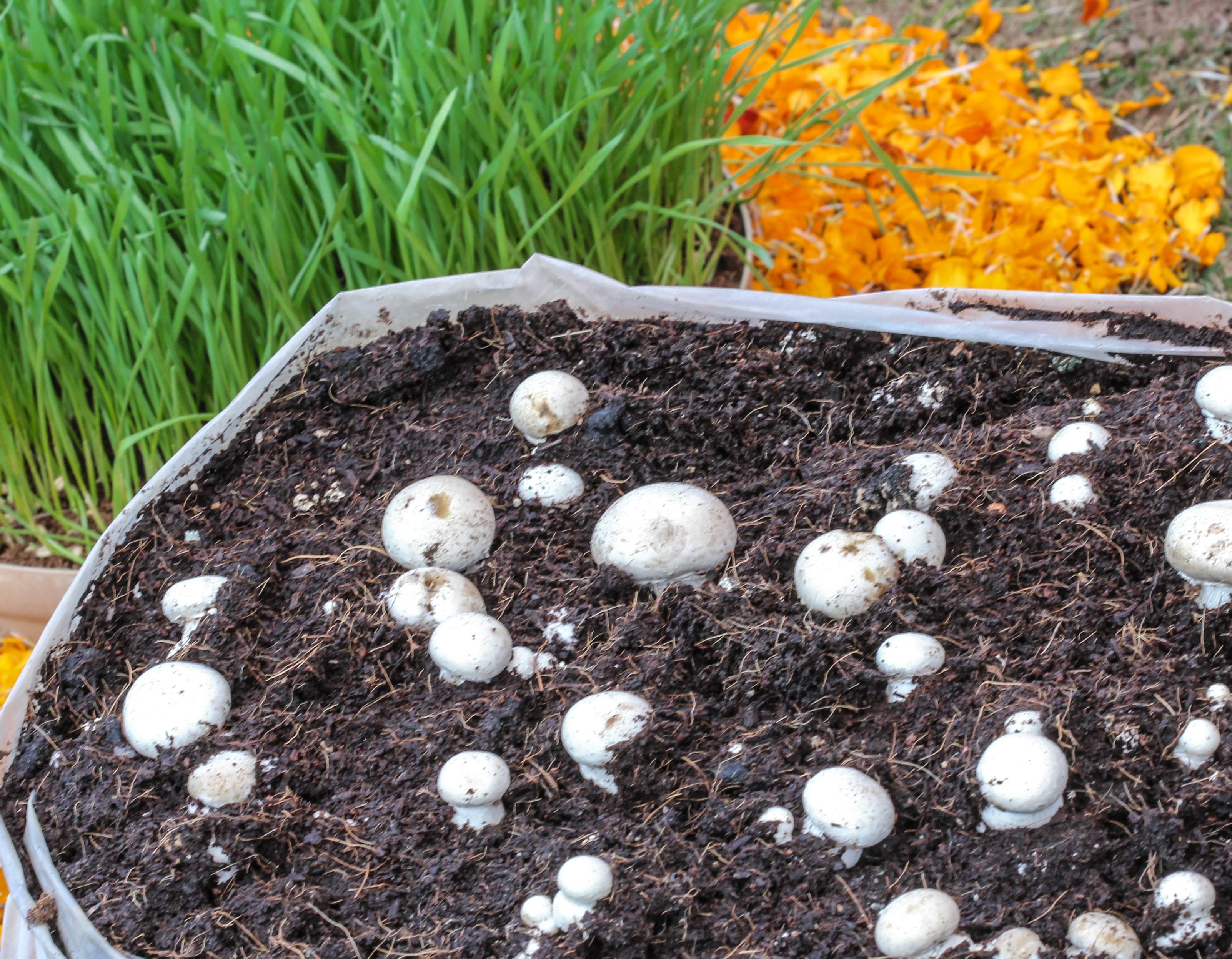 The Best Mulch For Your Hydrangeas