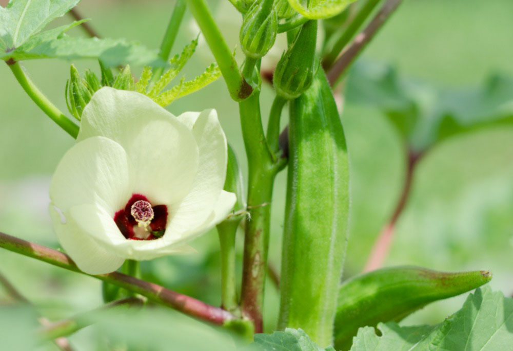 4 Best Okra Varieties For Your Vegetable Garden