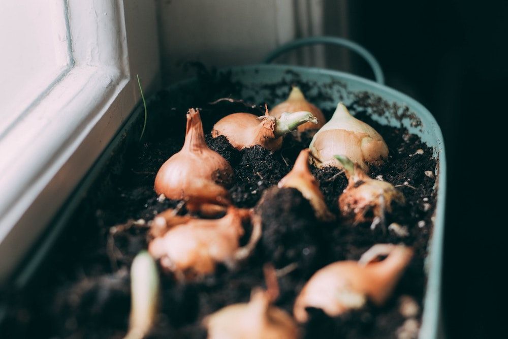 6 Easiest Vegetables to Grow Indoors Year-Round