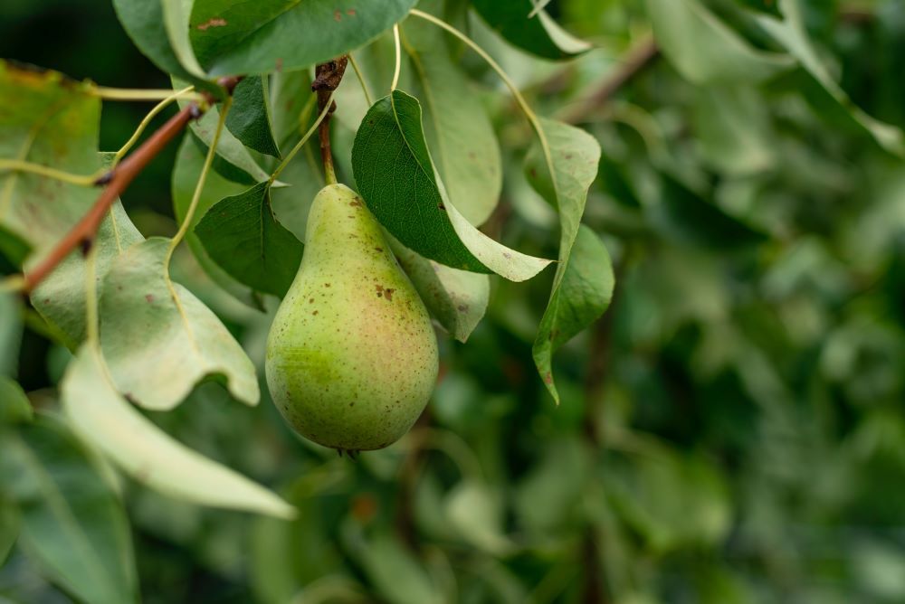 5 Best Trees For Your Front Yard