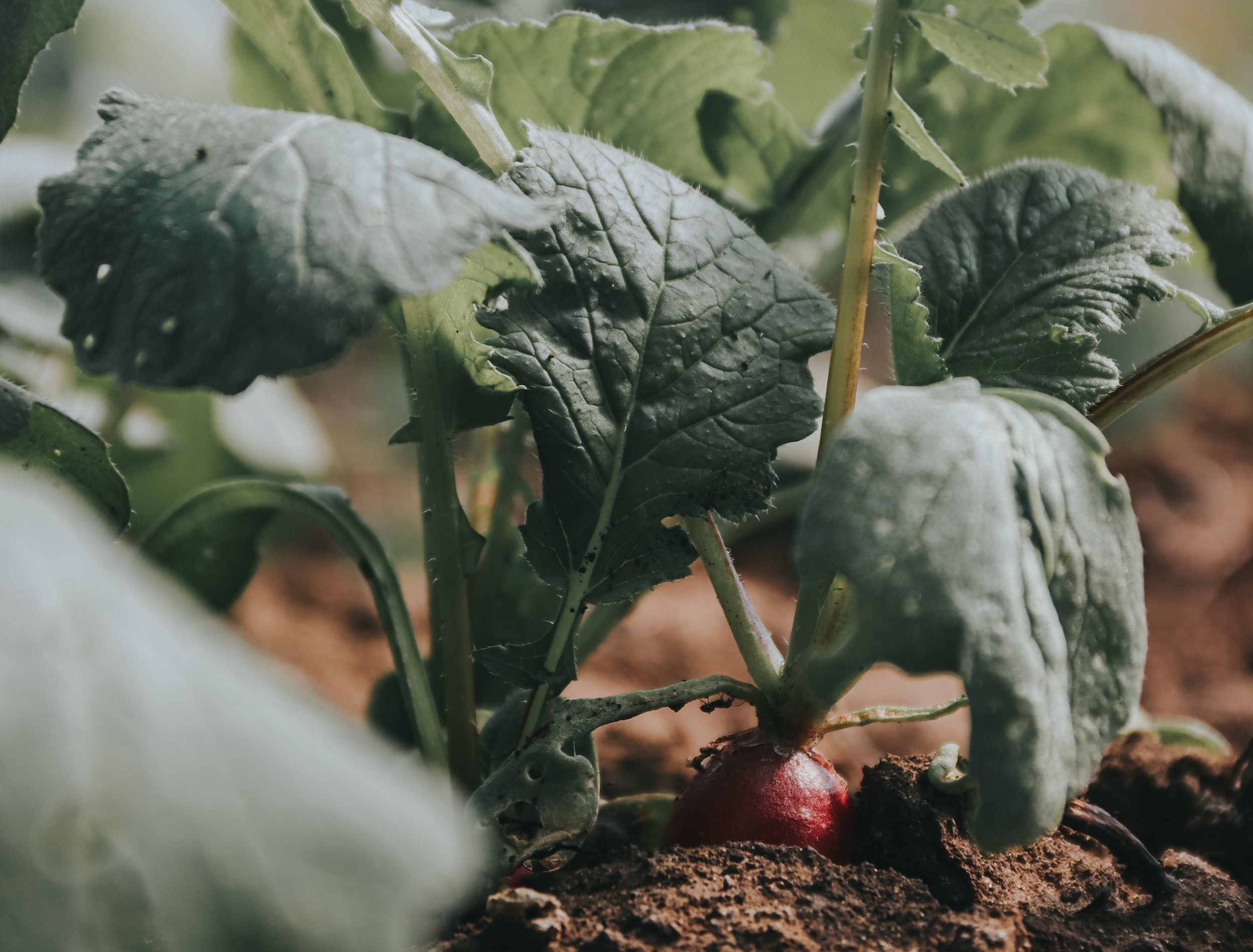 8 Tips For Growing Radishes in Raised Beds