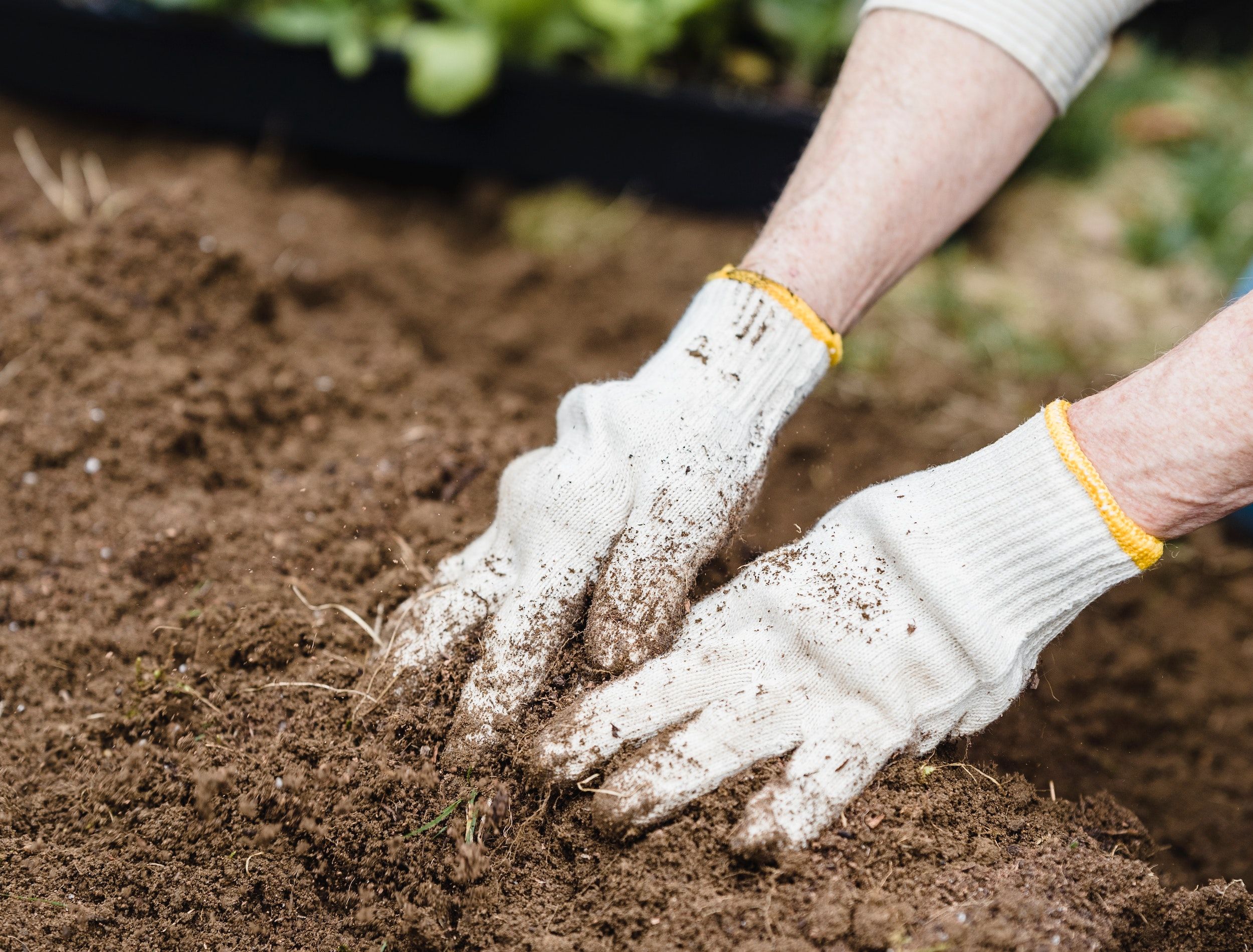 Why Mold is Growing in Your Garden Soil
