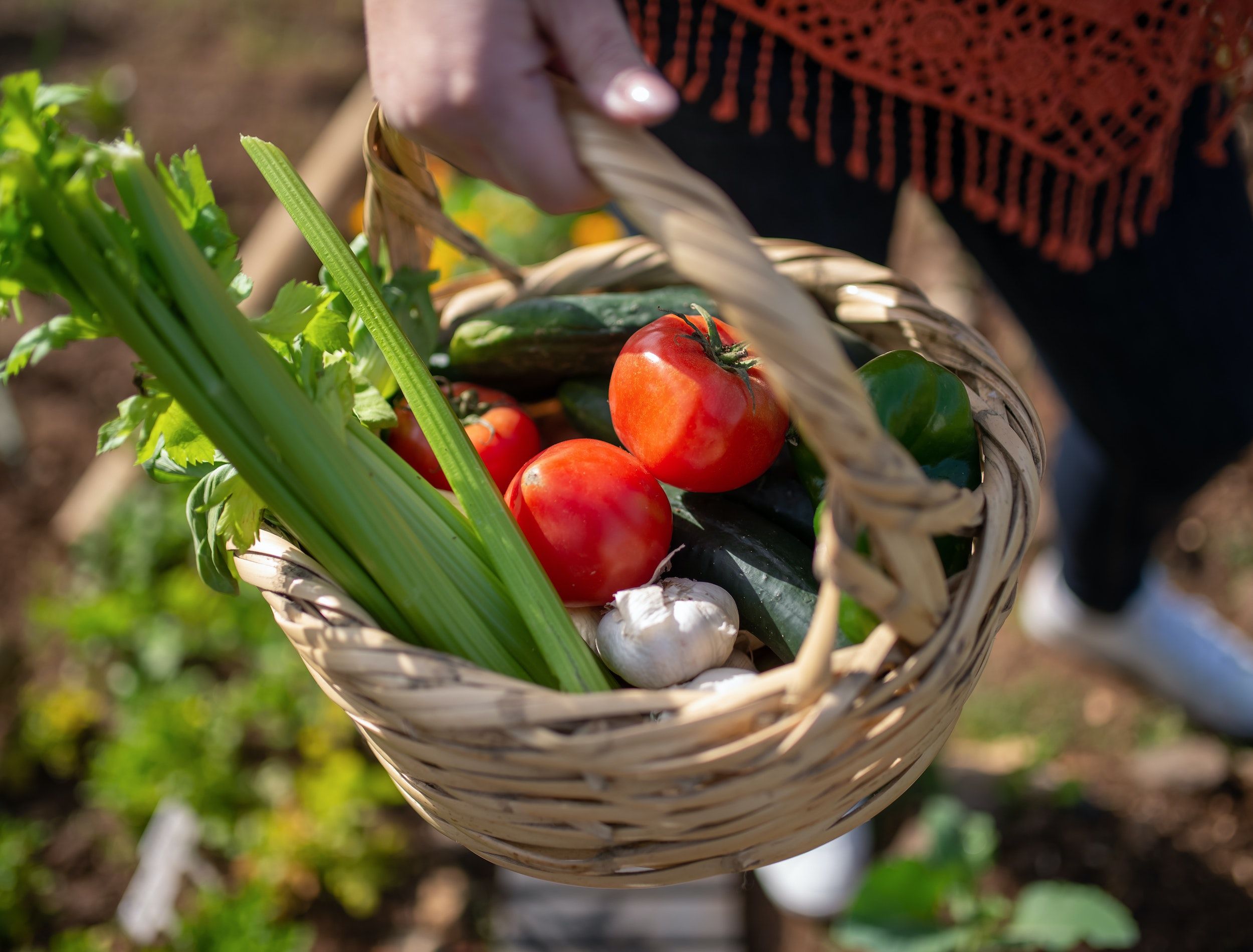 The Best Time of Day to Harvest Your Vegetables