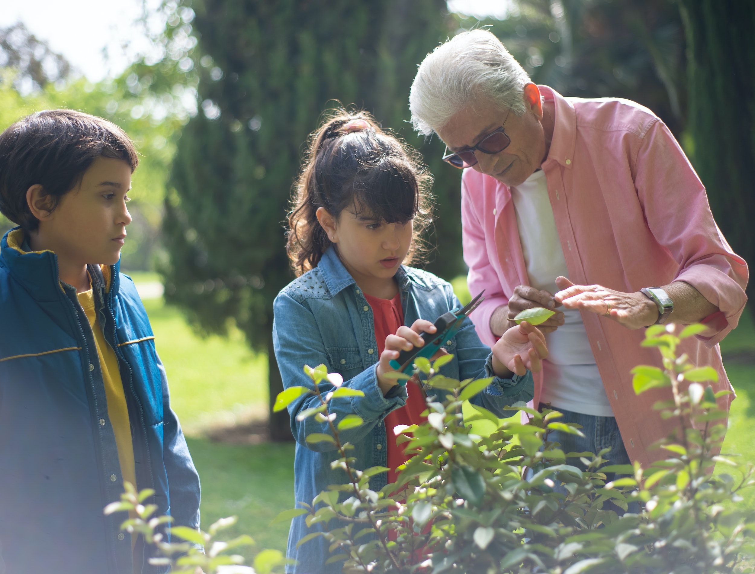 How to Properly Prune Heat-Damaged Foliage