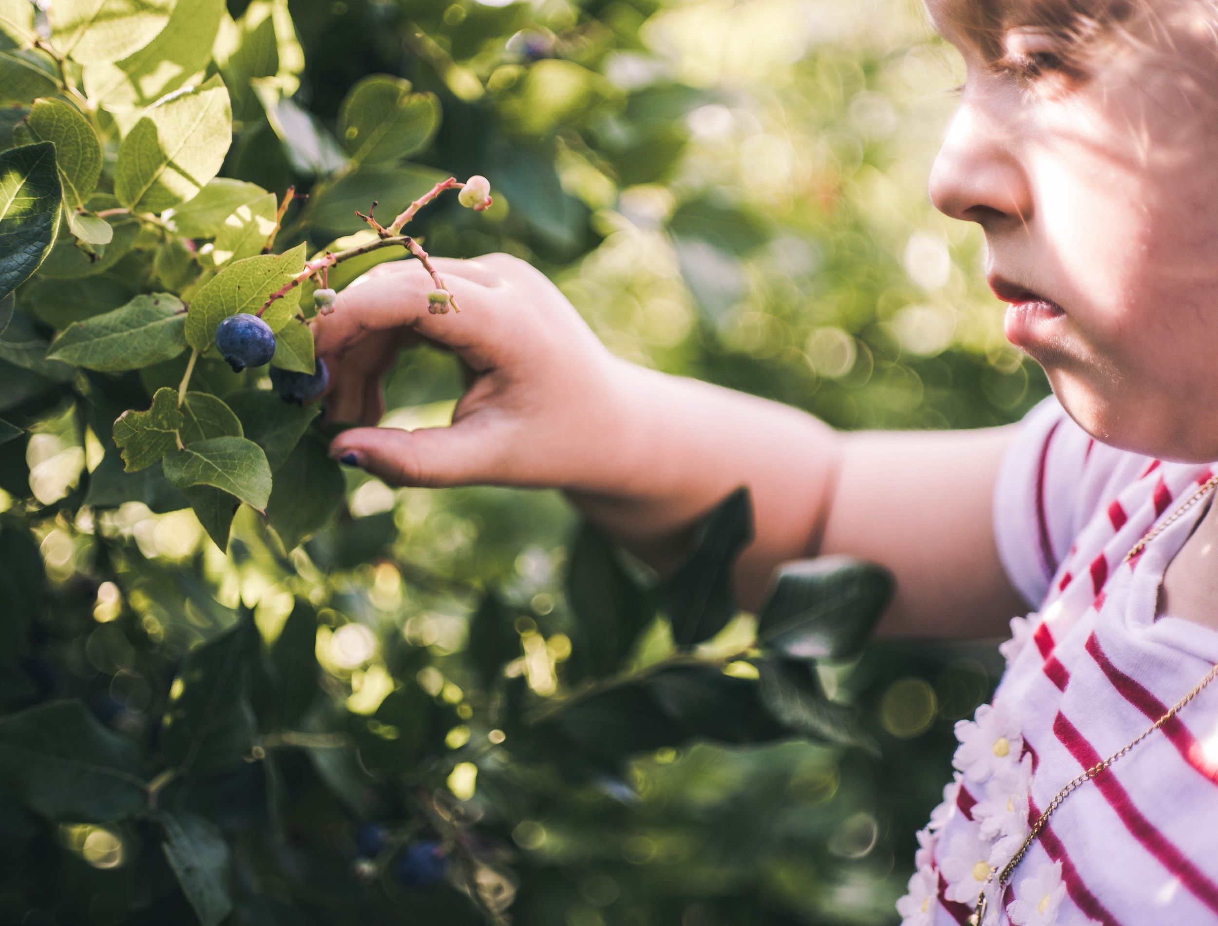 The Best Blueberry Varieties to Grow in Your Home Garden