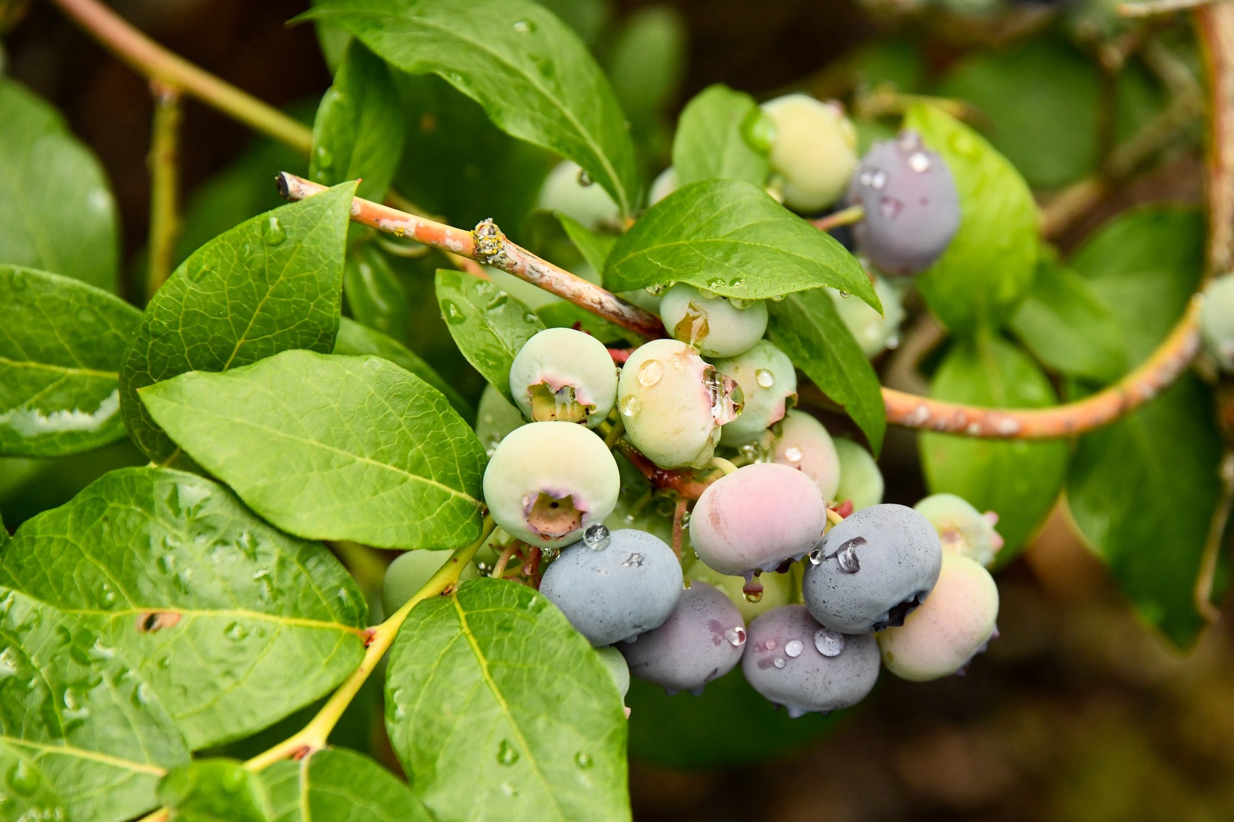 How Often to Water Your Blueberries