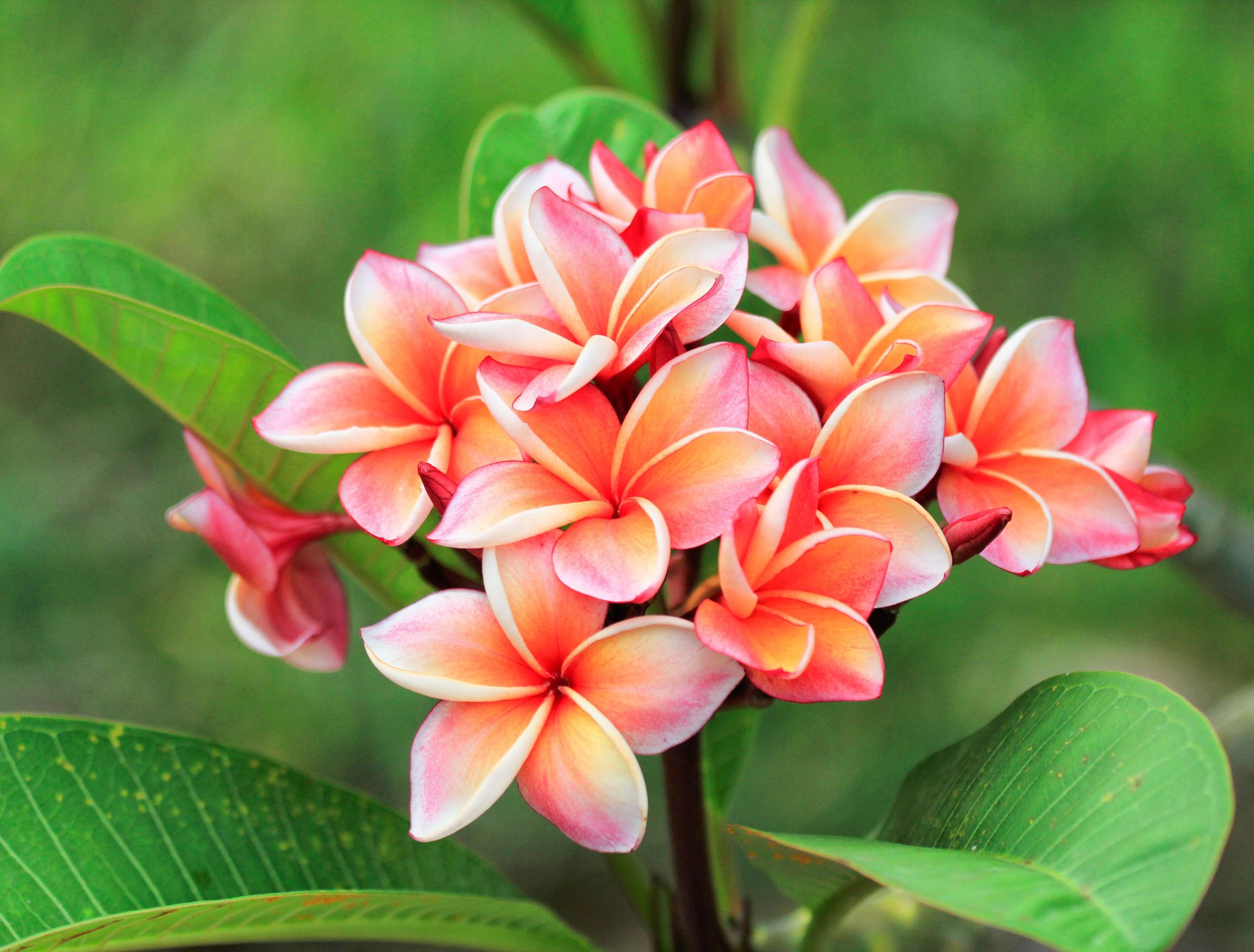 7 Stunning Flowers For a Tropical Garden