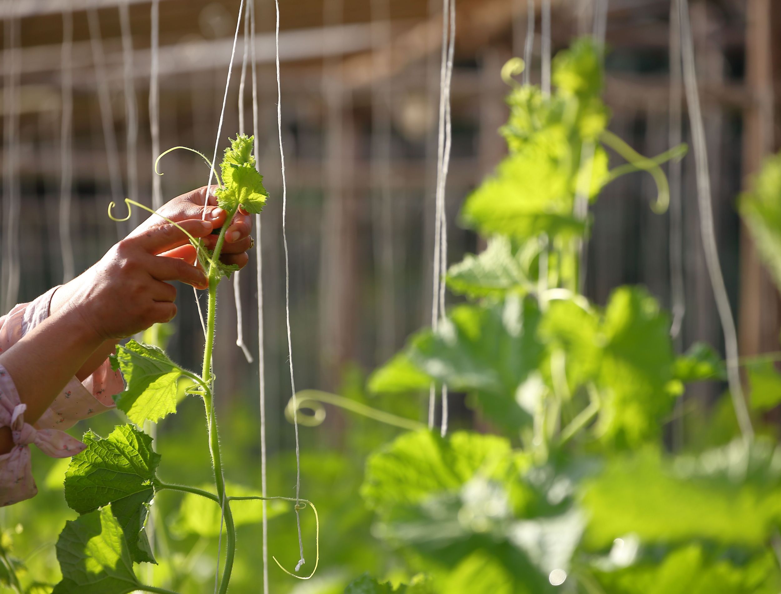 How to Grow Squash Vertically