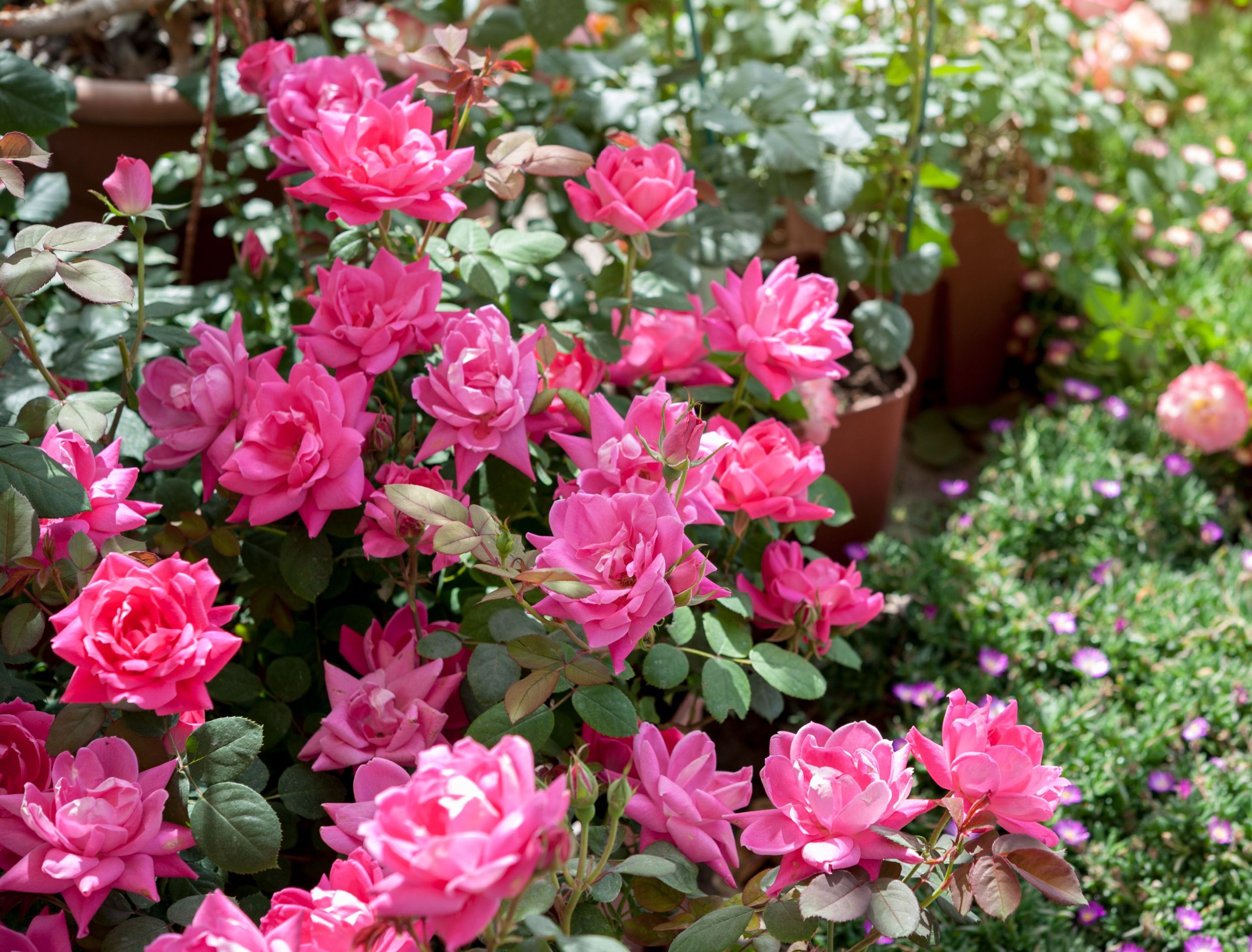 The Best Mulch For Your Rose Bushes