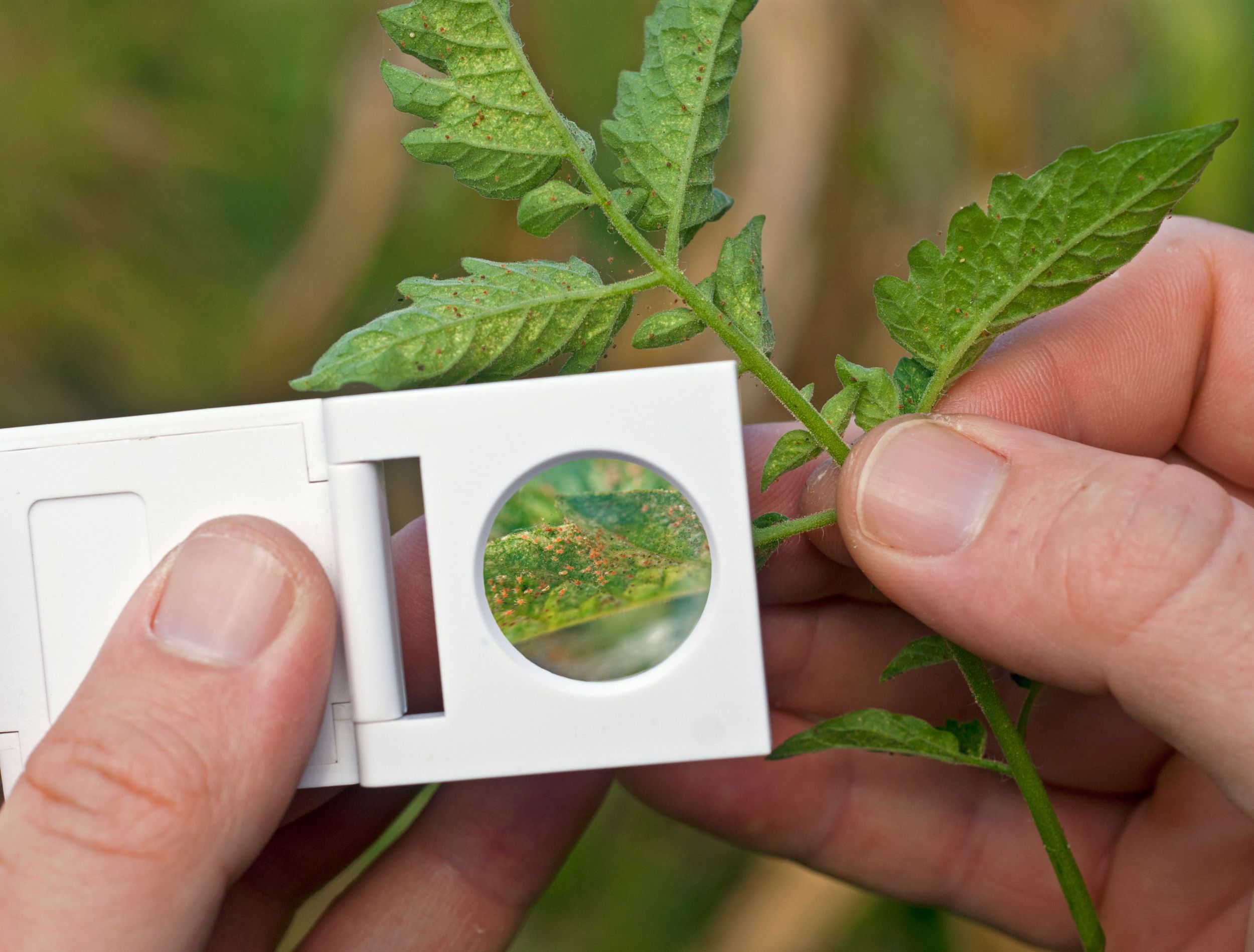5 Ways to Protect Your Plants From Spider Mites