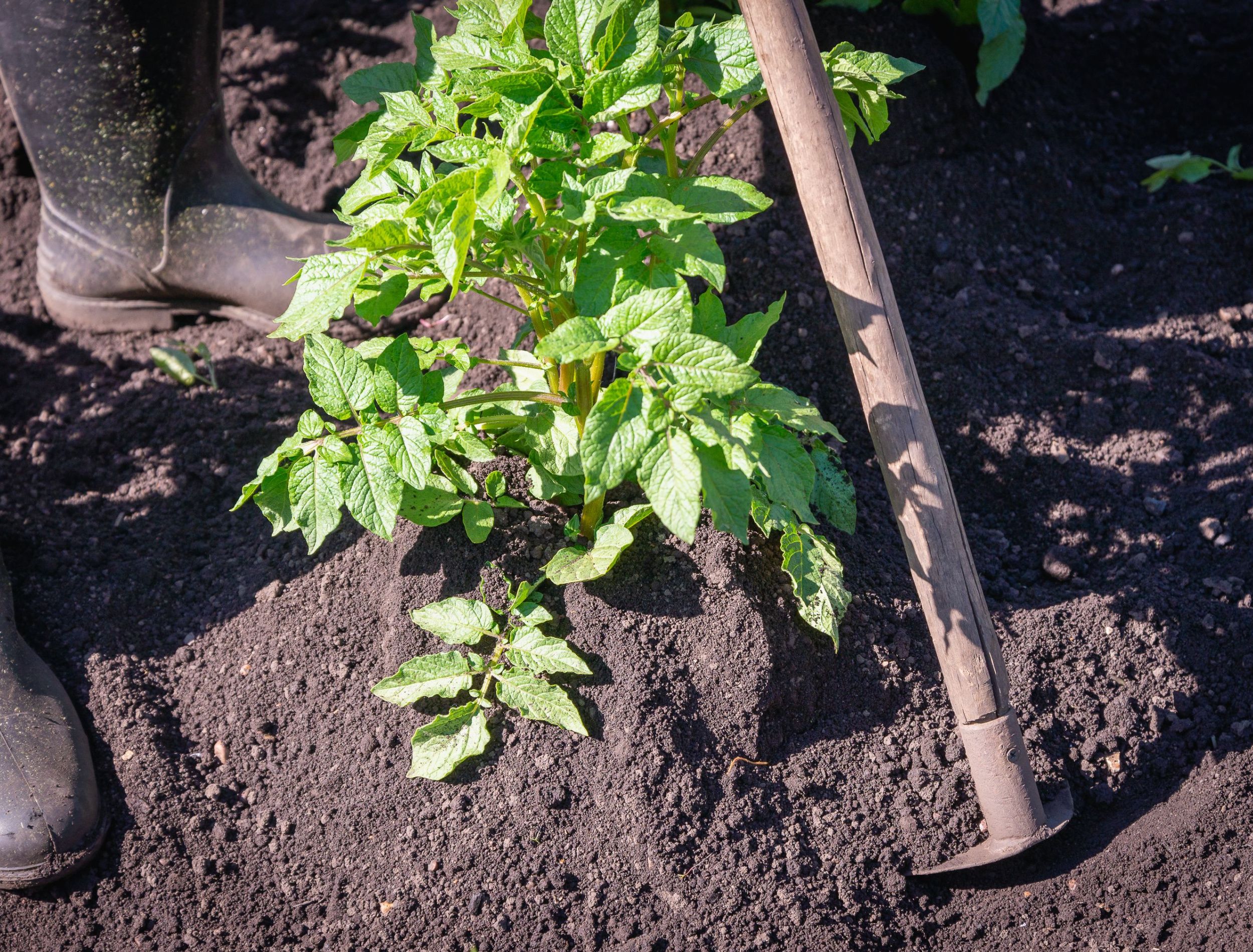 6 Tips For Growing Potatoes in Raised Beds