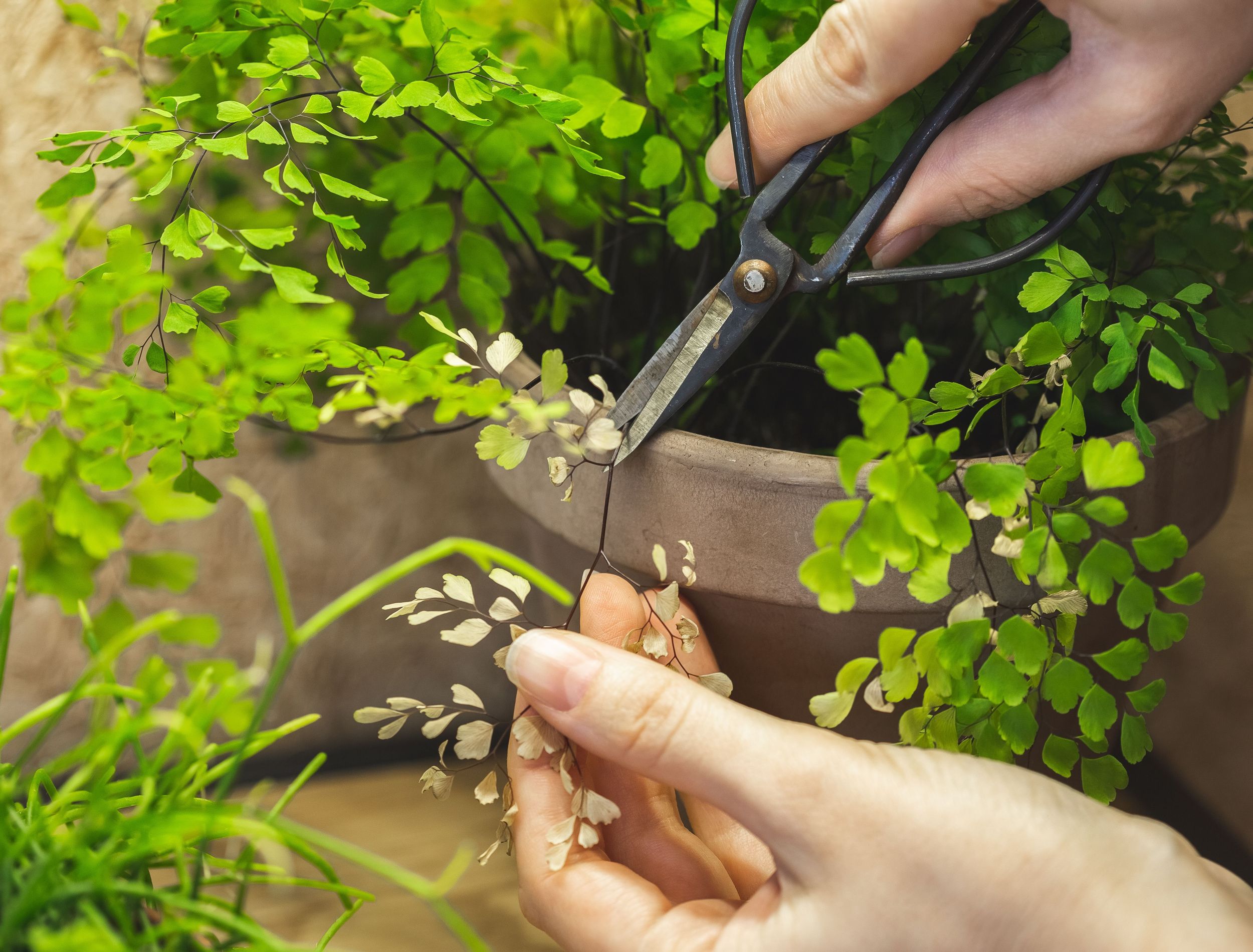 4 Reasons Your Fern Leaves are Turning Brown