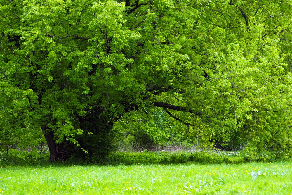 7 Trees You Can Plant in Late Summer