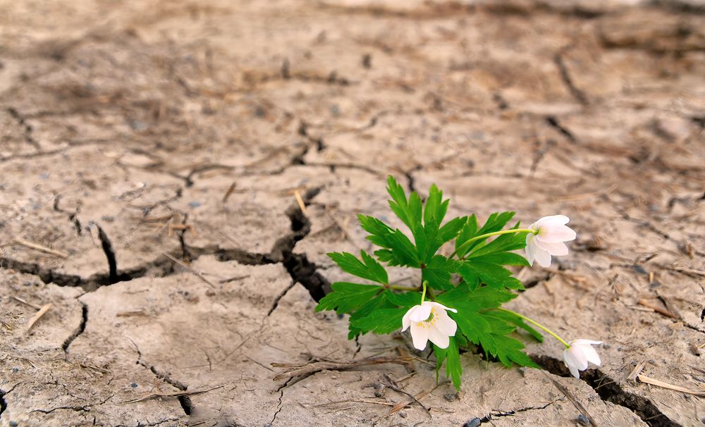 Why You Should Add Epsom Salt to Your Compost Pile