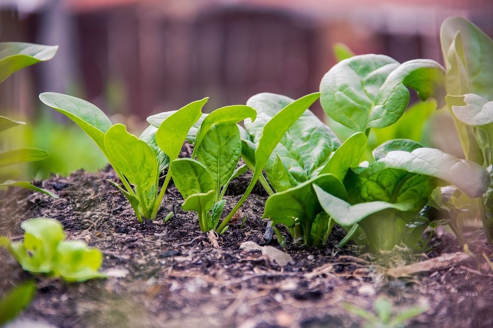 6 Tips for Growing Spinach in Your Home Garden