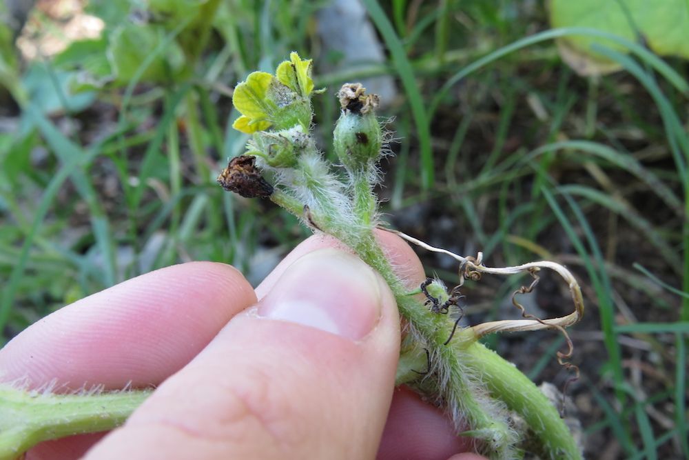 Should You Pinch off Watermelon Flowers?