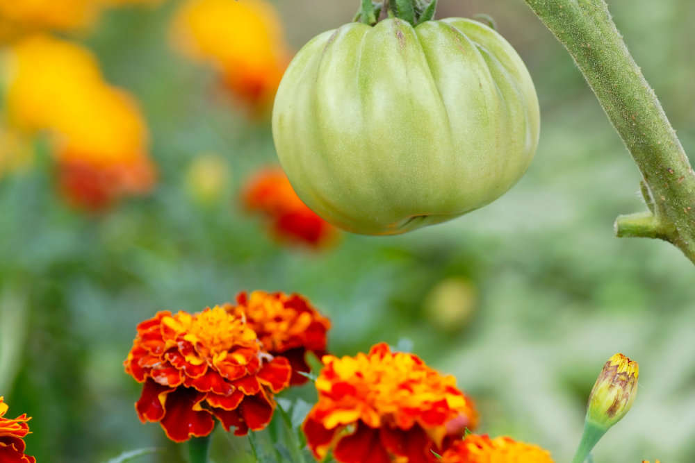 How to Repel Pests With Marigolds