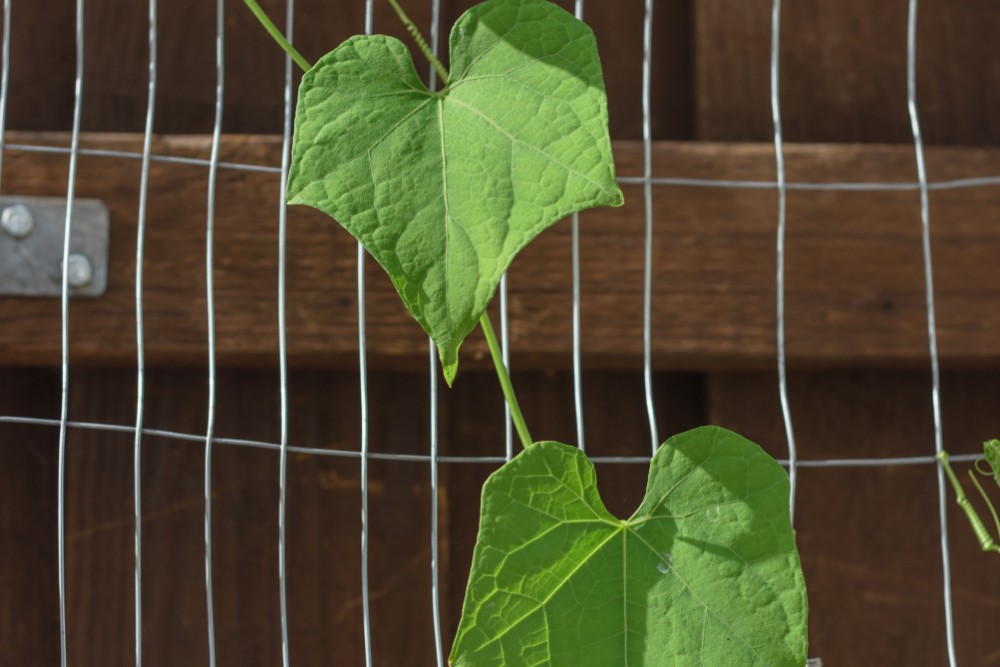 How to Grow Squash Vertically