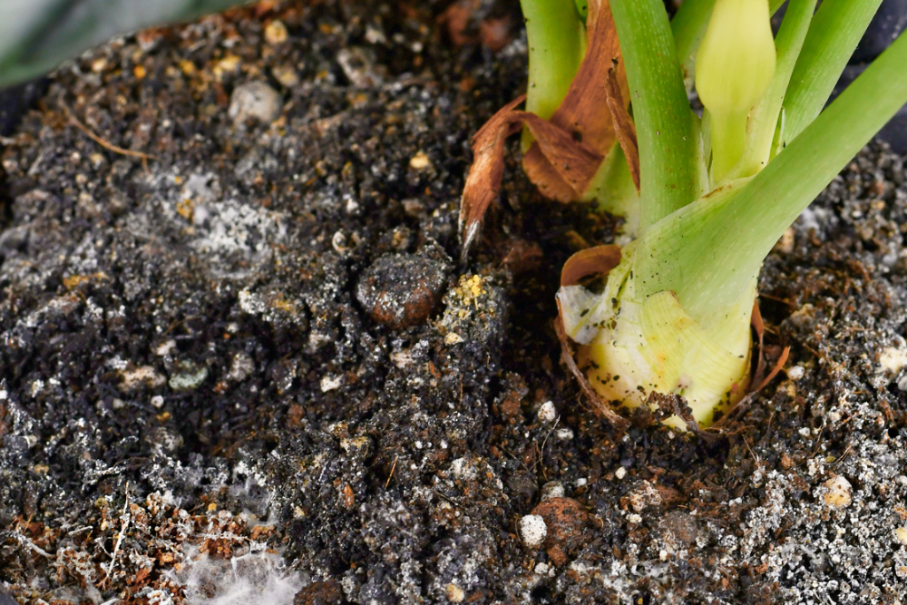 Why Mold is Growing in Your Garden Soil