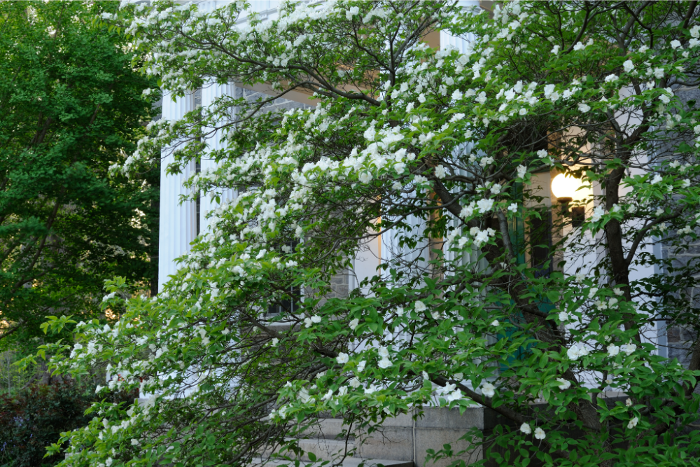 The Best Front Yard Plants For a Welcoming Entrance