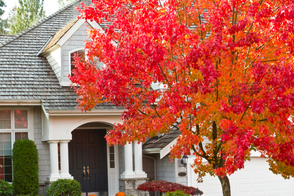 The Best Front Yard Plants For a Welcoming Entrance