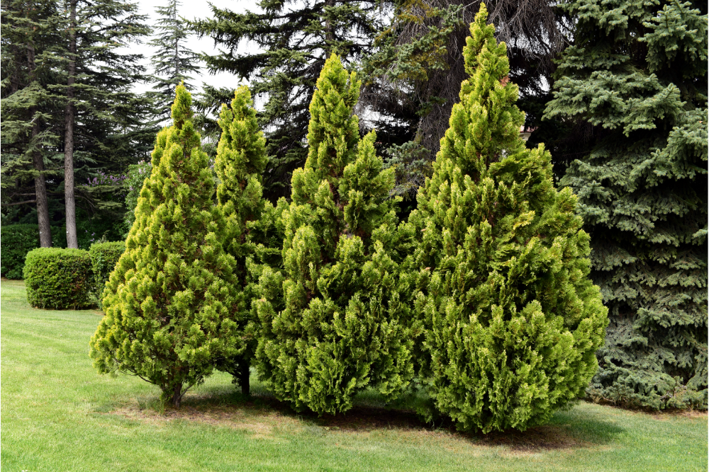How Far Apart to Plant Your Arborvitae Trees