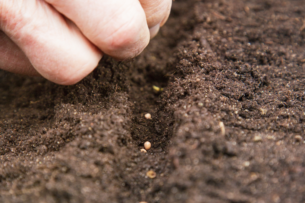 The Best Time to Plant Cover Crops