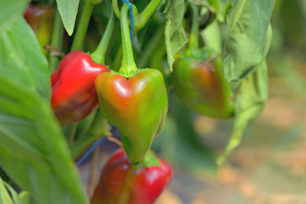 7 Tips on Harvesting Peppers