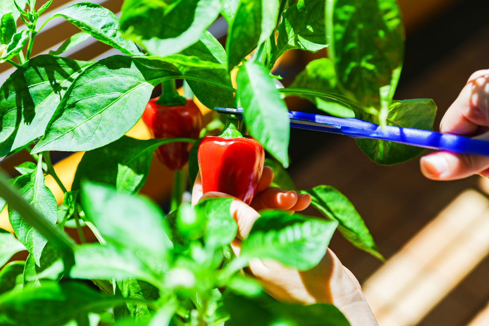 7 Tips on Harvesting Peppers