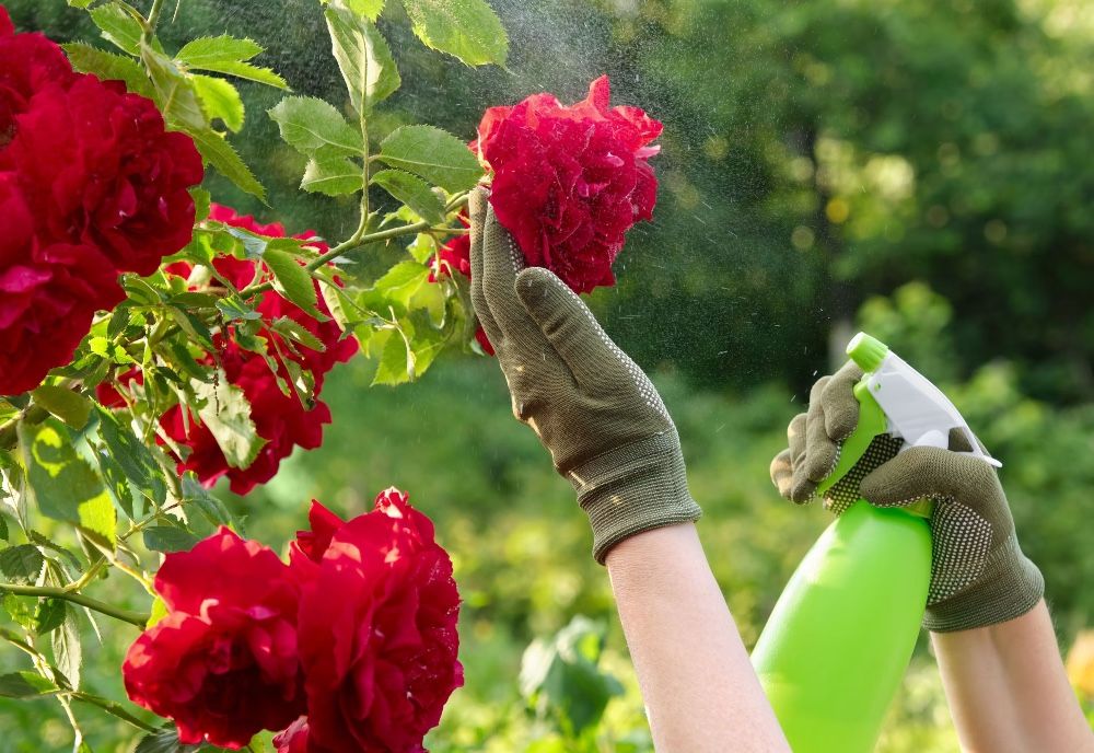 9 Ways to Protect Your Plants From Whiteflies