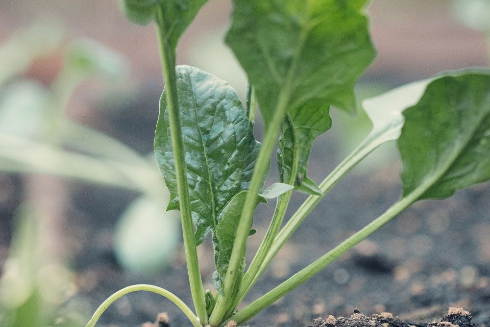 7 Ways to Prevent Your Spinach From Bolting