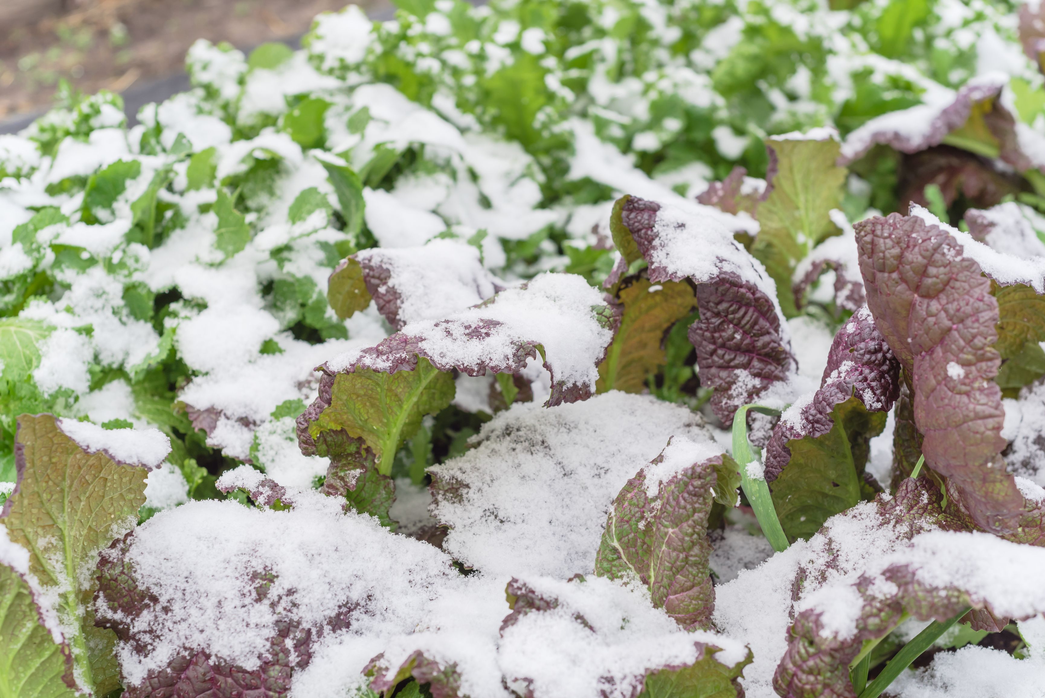 15 Cold-Hardy Lettuce Varieties to Grow This Winter