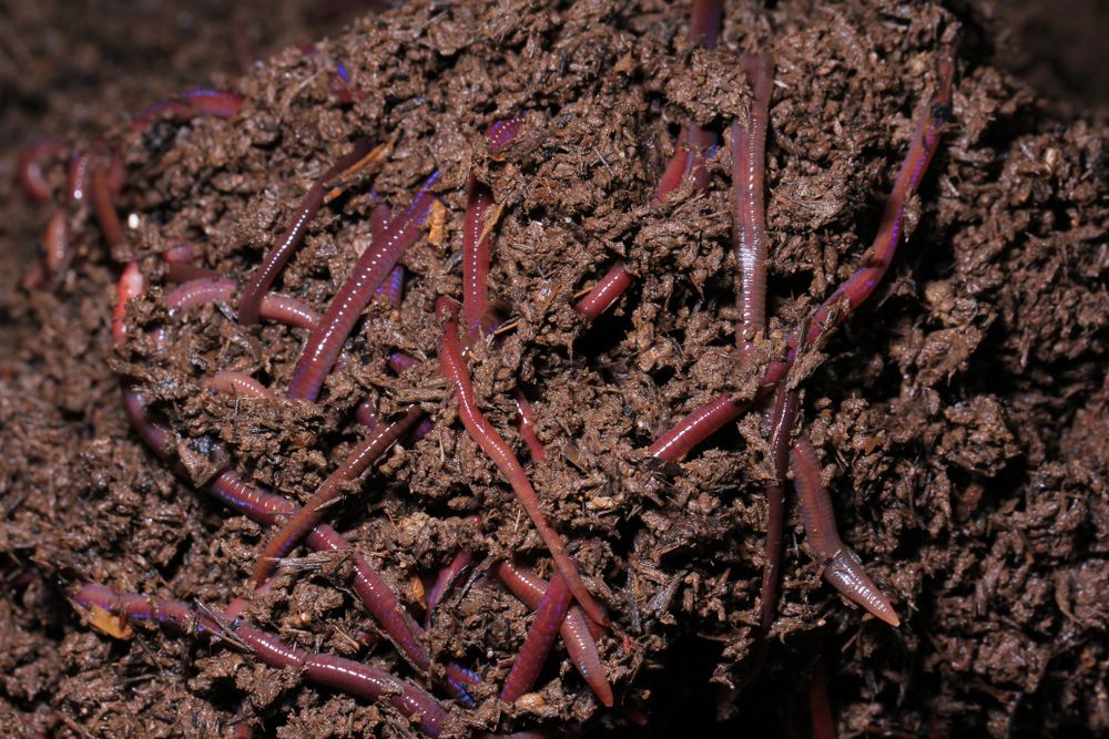 5 Best Fertilizers for Blueberries