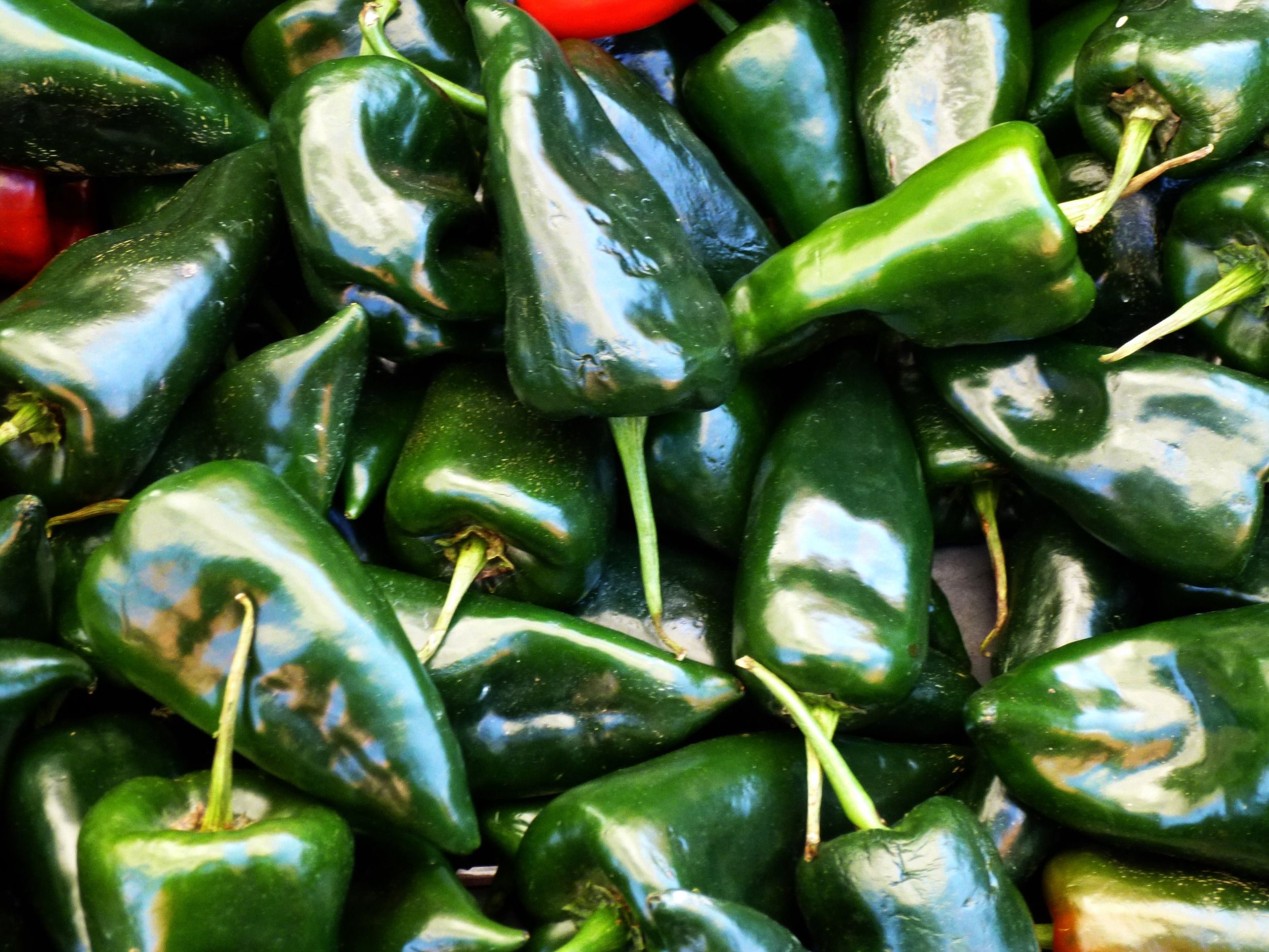 7 Tips For Harvesting Poblano Peppers